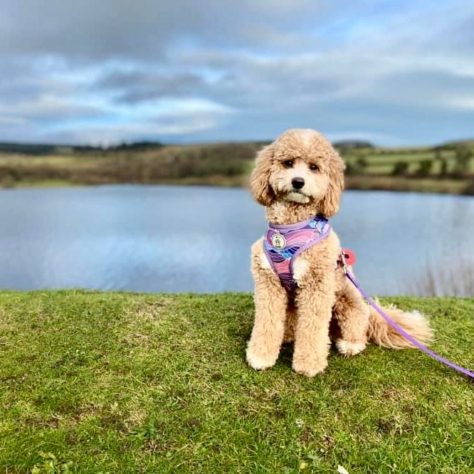 The Hidden Dangers of Weed Killers: Protecting Our Pets, Planet, and F ...