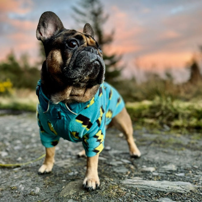 Transforming Wellness: Explore Biohacking for Your Dog – HOUND AND HOWL