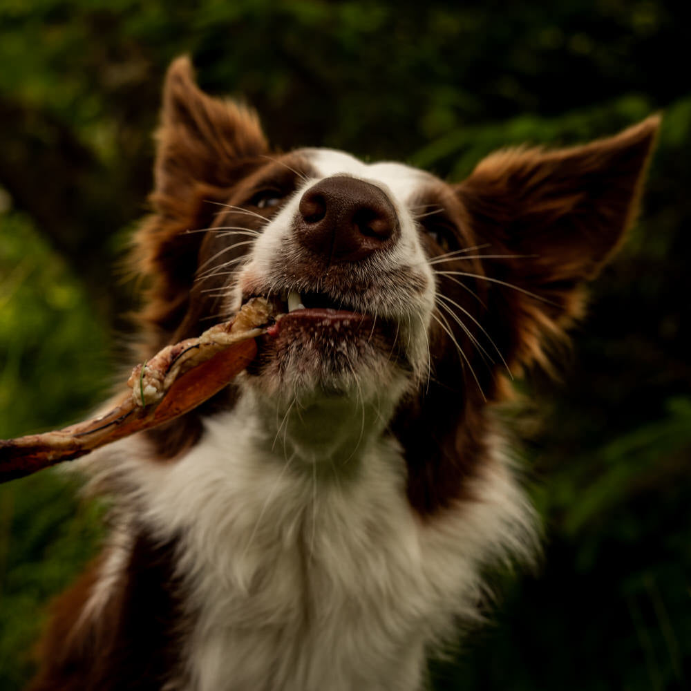 Hound and Howl: Nourishing Your Dog Naturally with Premium Raw Food ...